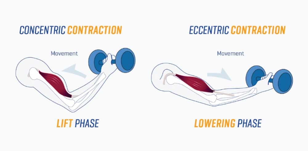 Which is better Eccentric or Concentric Training - Welcome to Rubicon